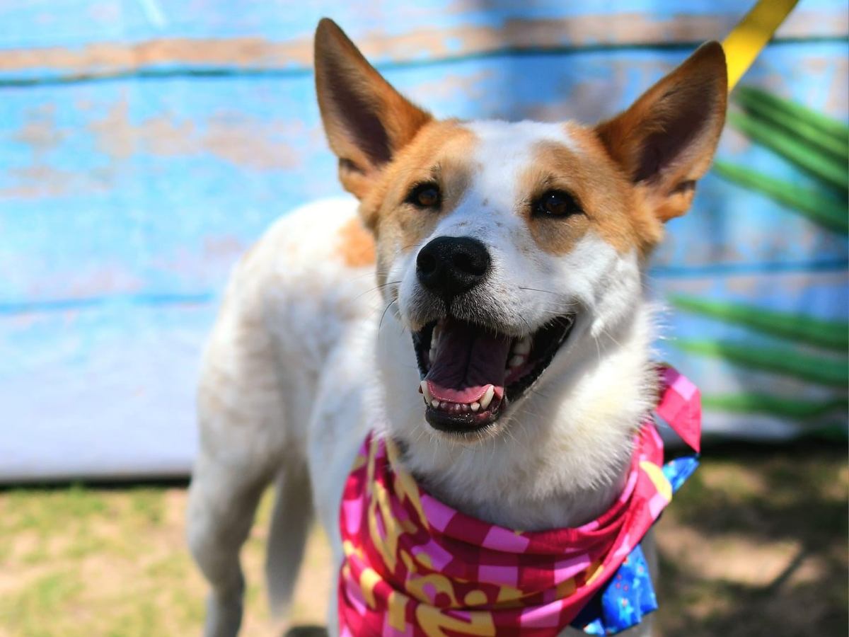 Submit Foster Dog Needs Form | Weatherford Wags