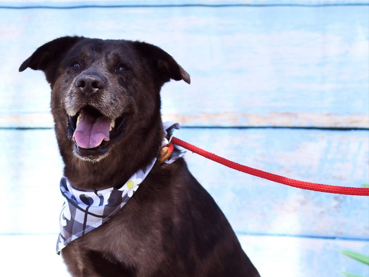 Submit Foster Dog Update | Weatherford Wags